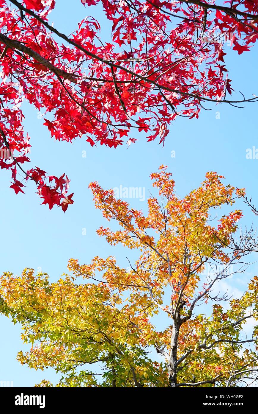 Plum tree autumn hi-res stock photography and images - Alamy