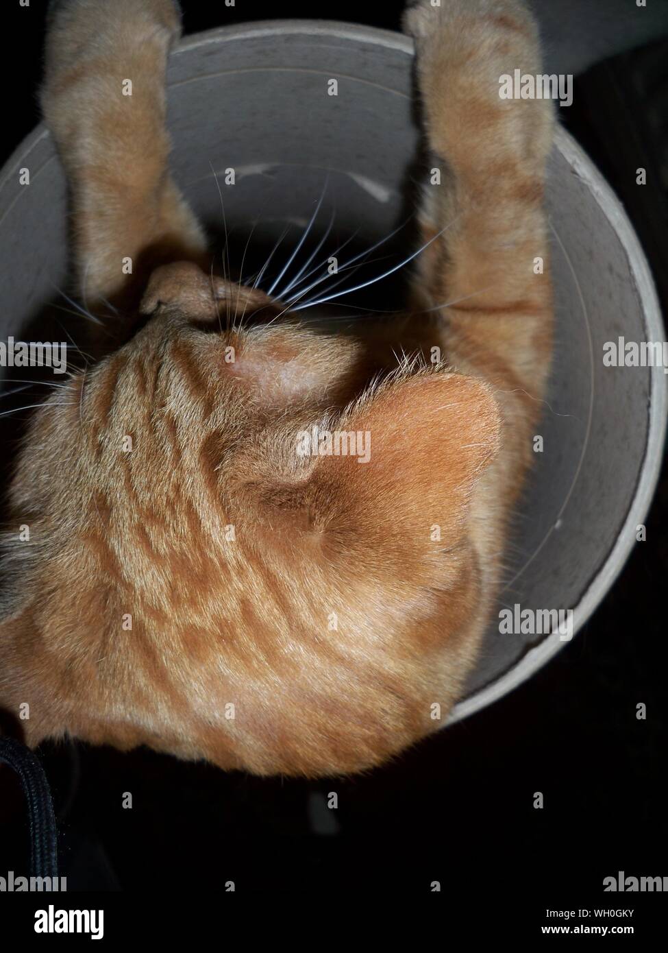 Cat bucket hi-res stock photography and images - Alamy