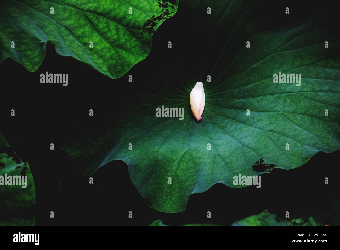 Growing petal hi-res stock photography and images - Alamy