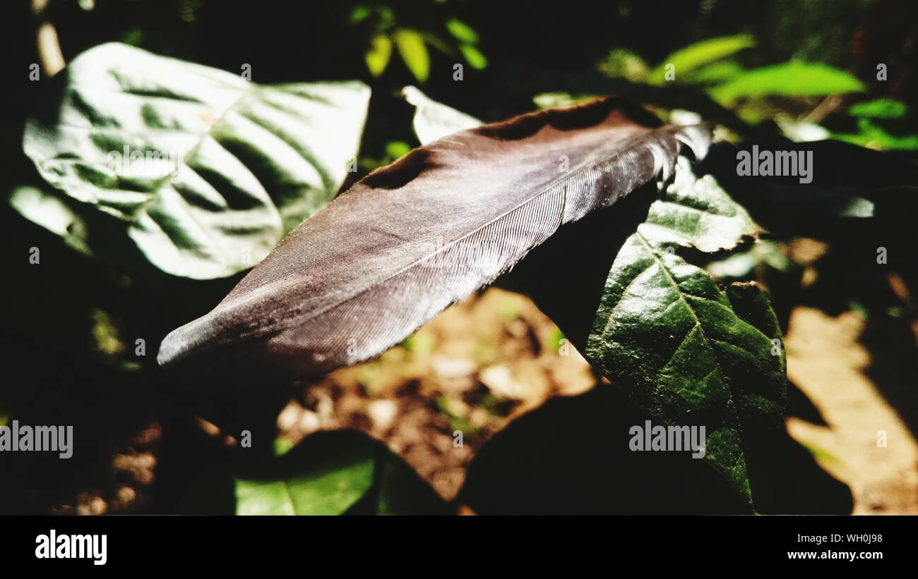 Feather vein hi-res stock photography and images - Alamy