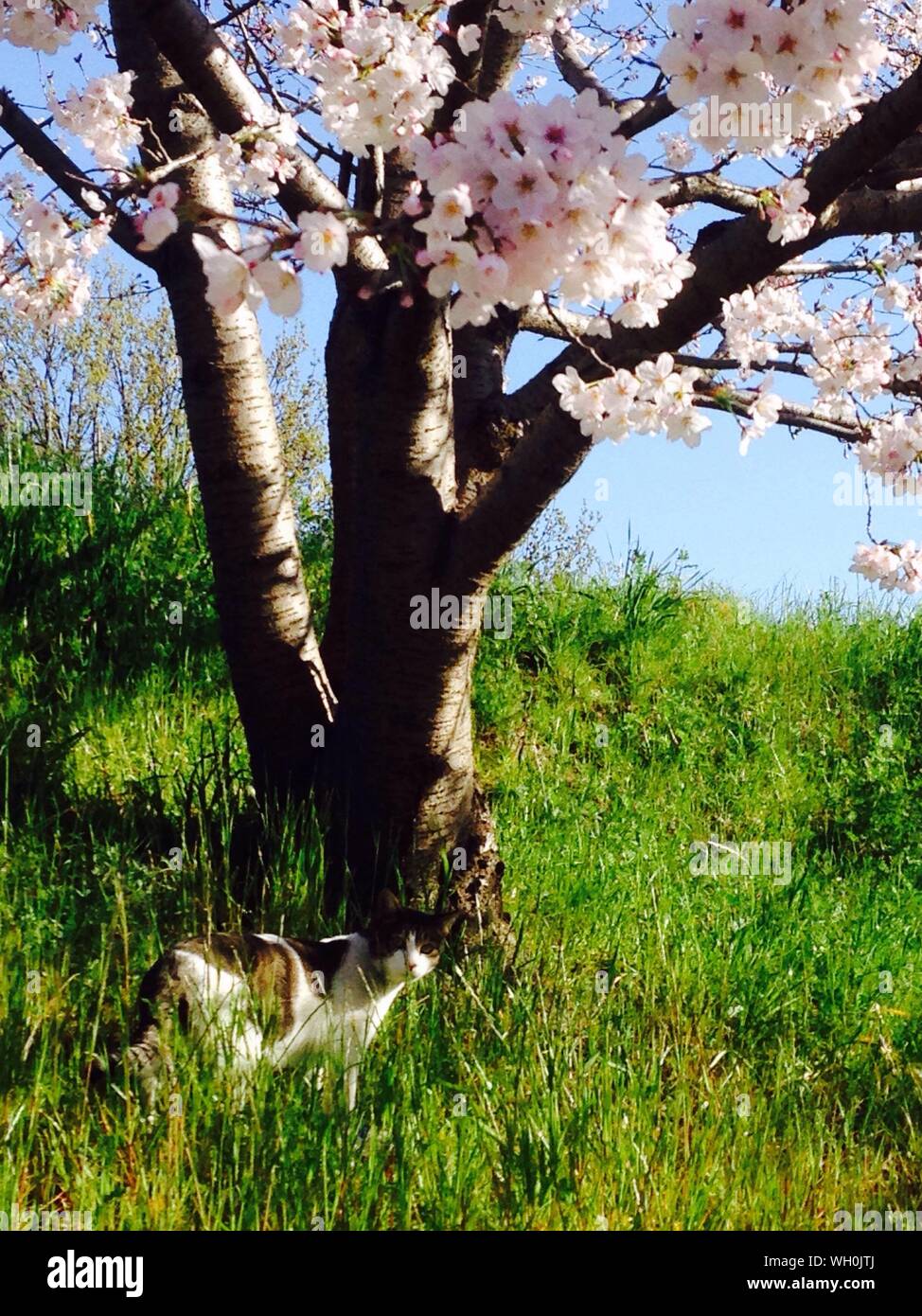 Domestic Cat Cherry Tree High Resolution Stock Photography and Images ...