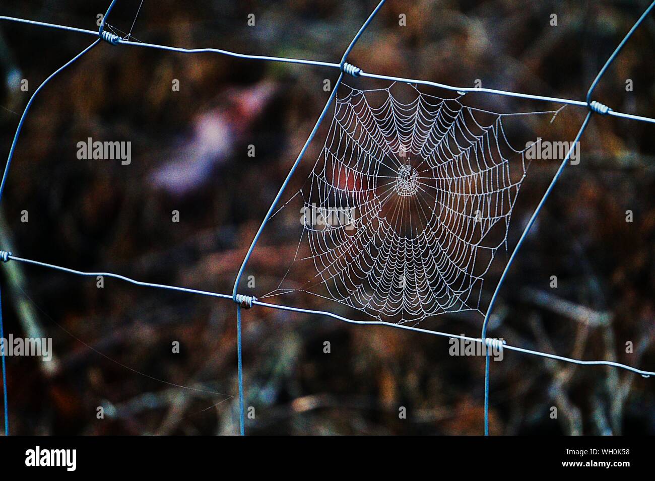 Spider Web On The Fence High Resolution Stock Photography and Images ...