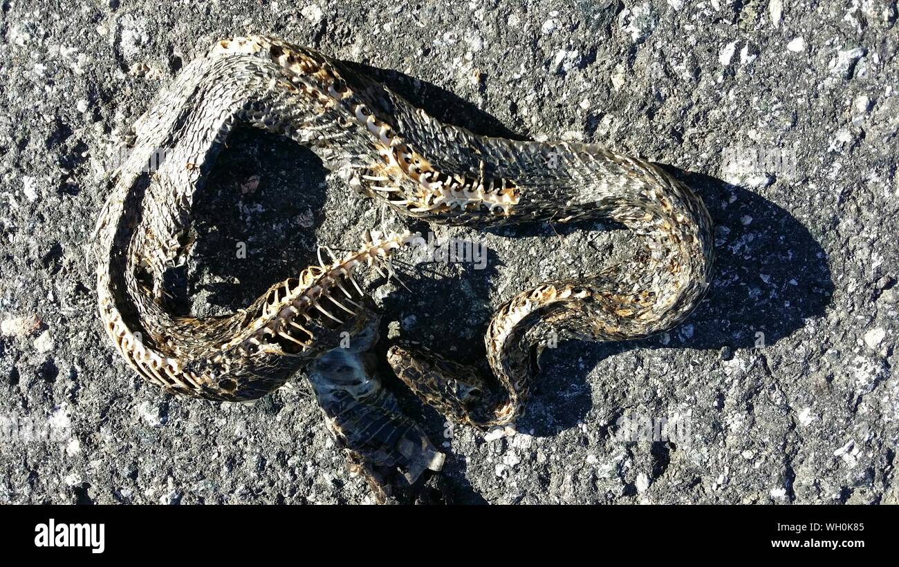 Rock Adder High Resolution Stock Photography and Images - Alamy
