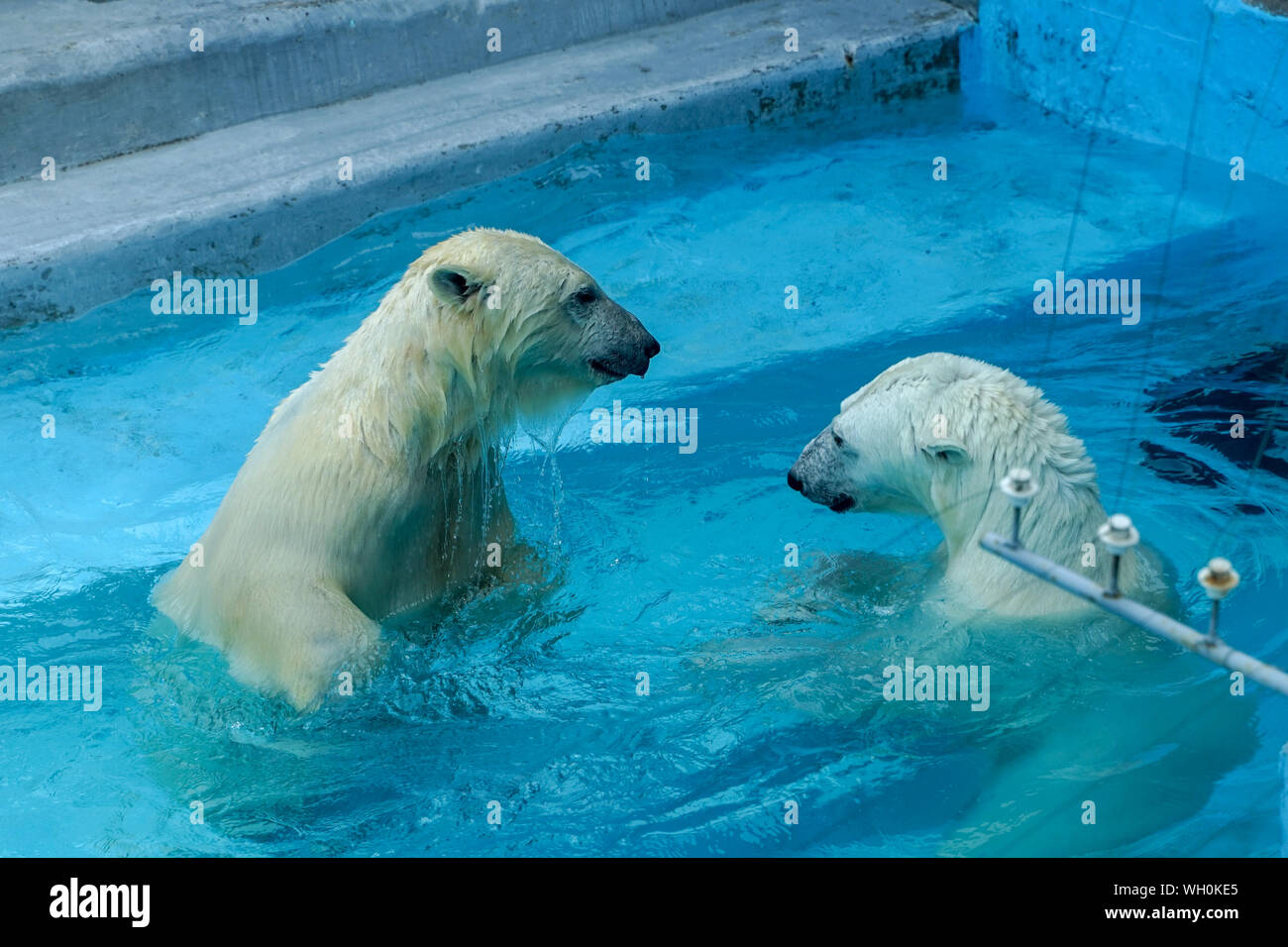 Sibling wrestling in baby games. Two polar bear cubs are playing about ...