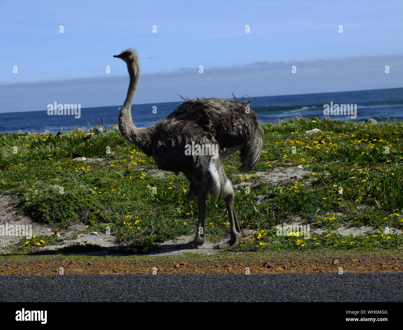 Ostrich and water hi-res stock photography and images - Alamy