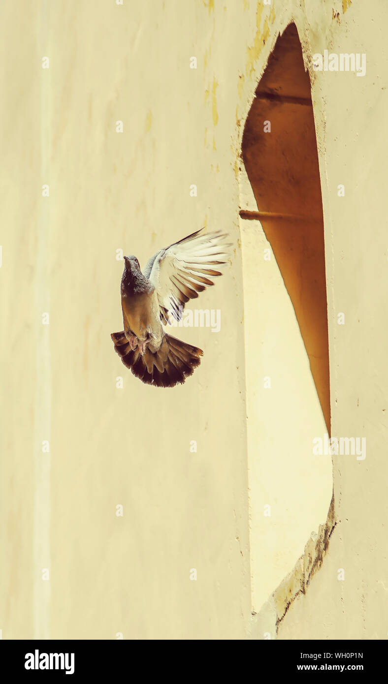 To bird outside hi-res stock photography and images - Alamy