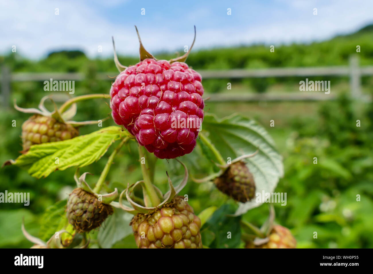 Plant raspberry stem hi-res stock photography and images - Alamy
