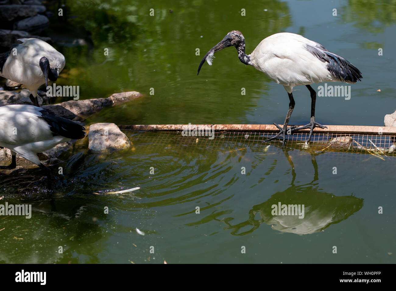 Bird and Reflection. ornito and nature photo Stock Photo - Alamy