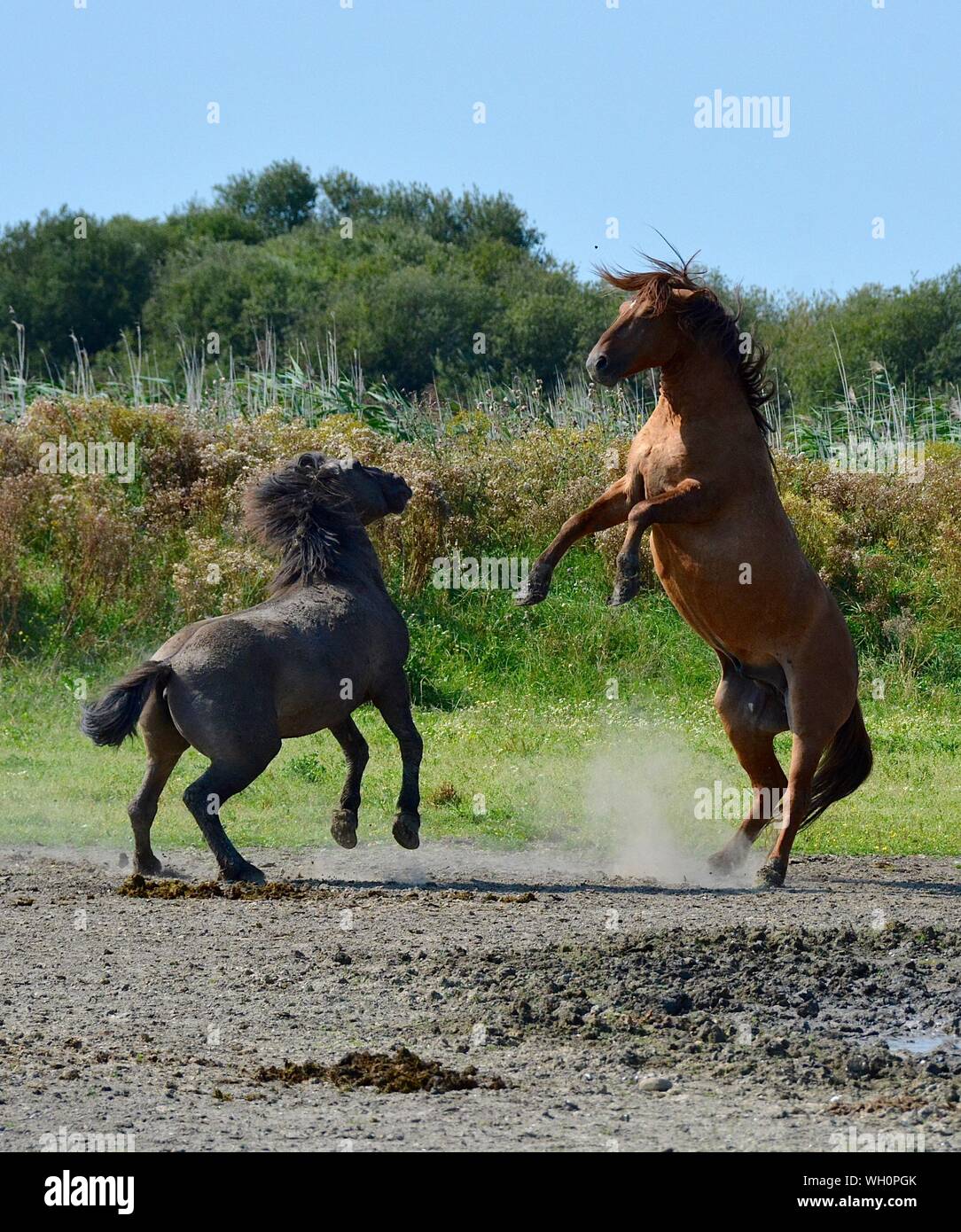 Dirty Horses High Resolution Stock Photography and Images - Alamy
