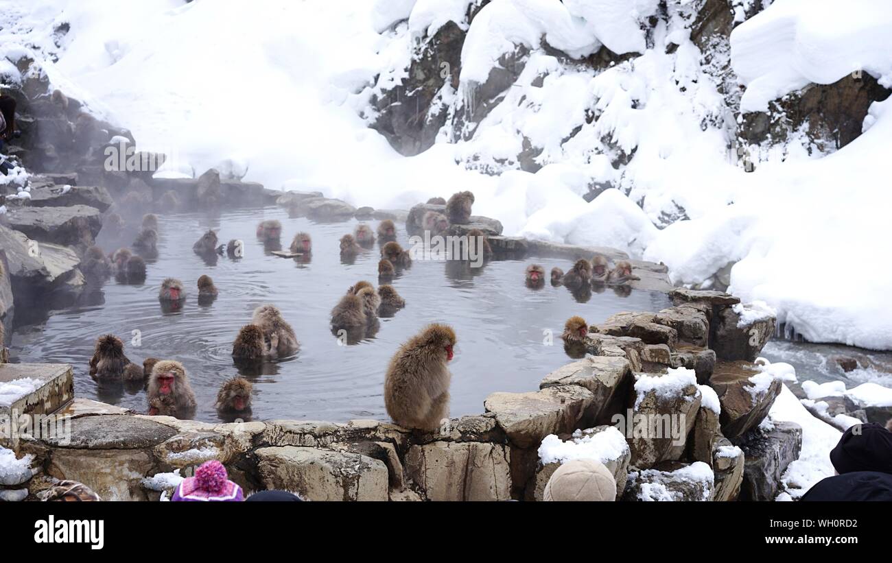 Group of japanese macaques hi-res stock photography and images - Alamy