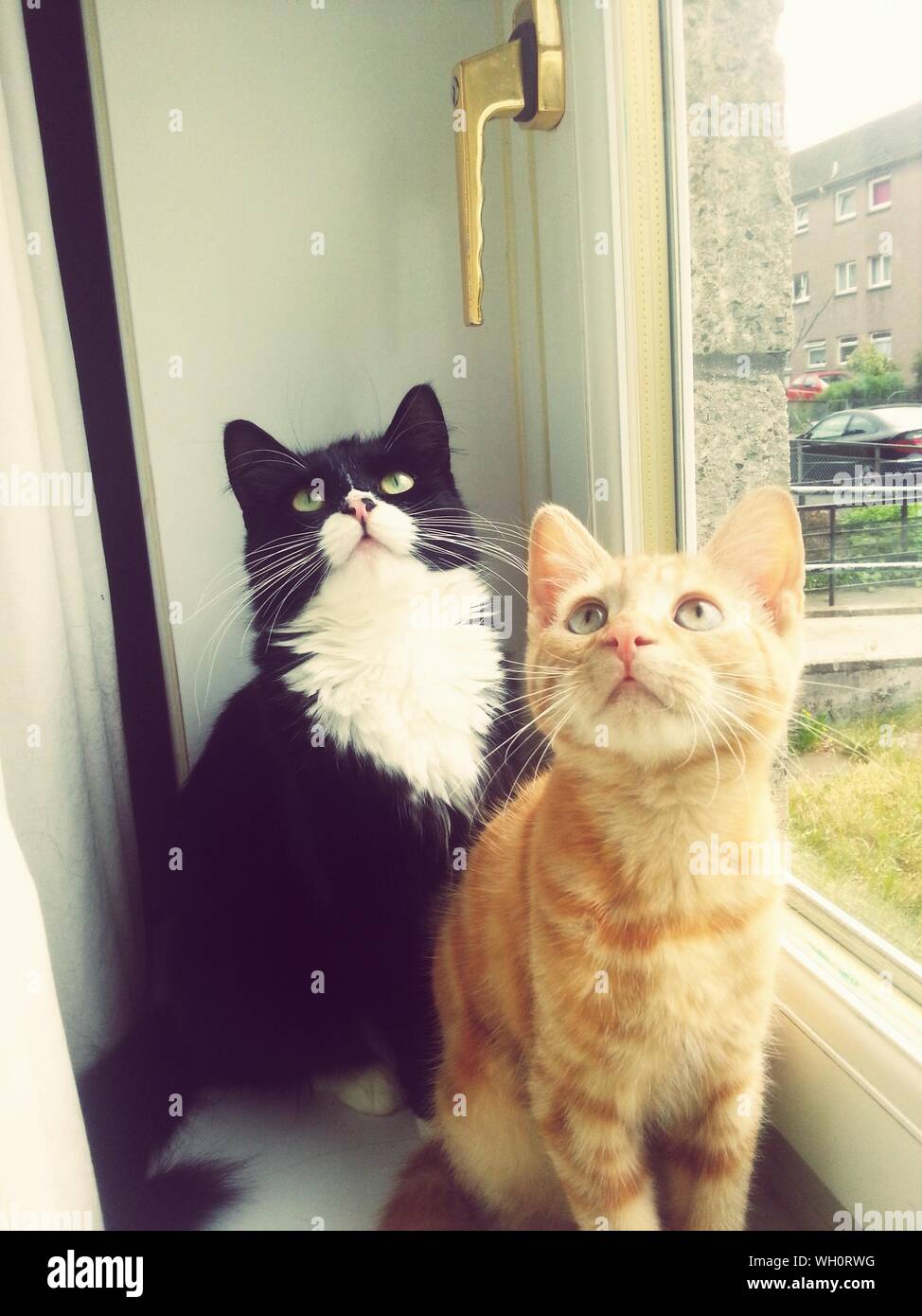 Cats looking up hi-res stock photography and images - Alamy