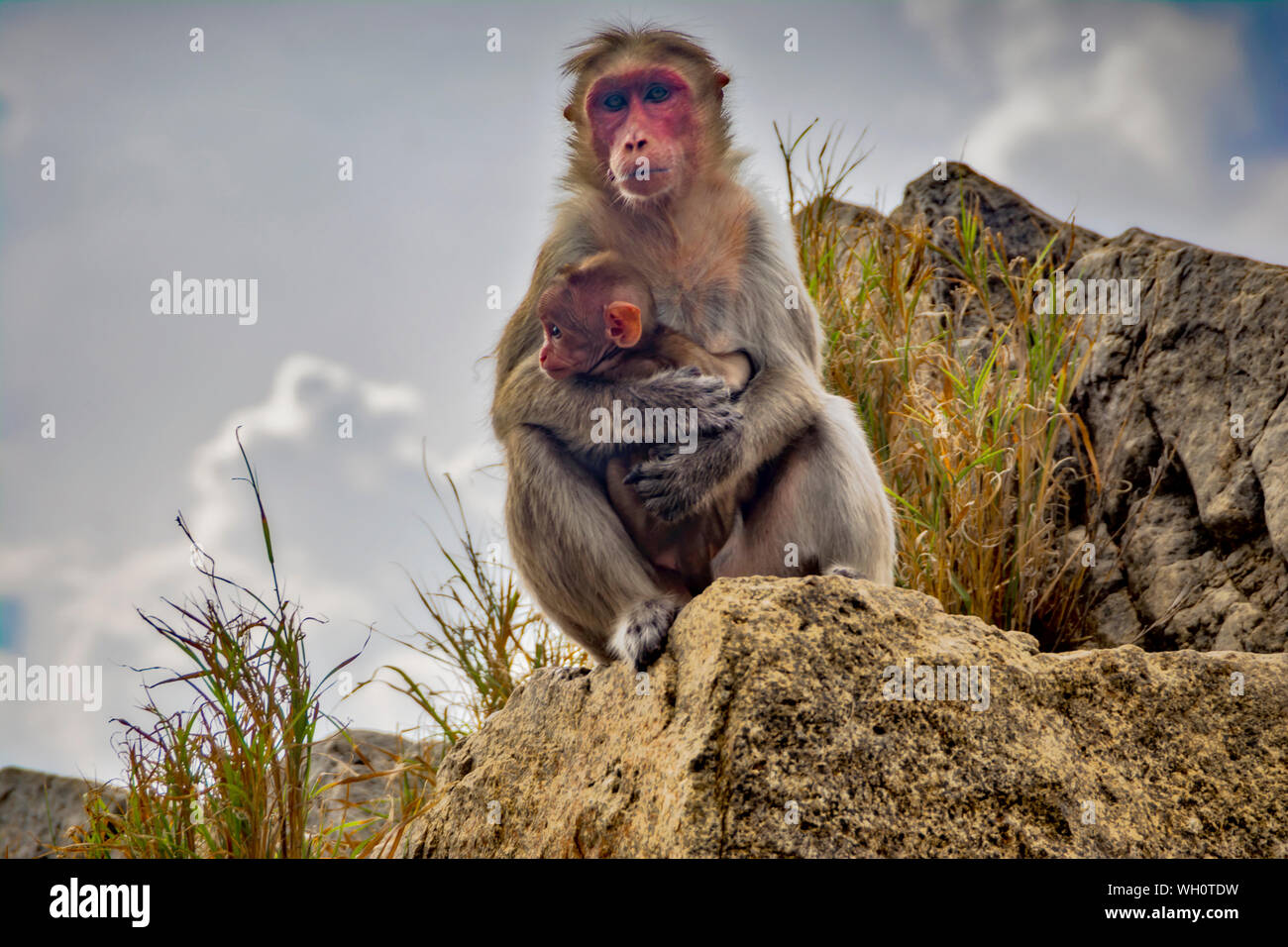 Family of monkeys on rock hi-res stock photography and images - Alamy