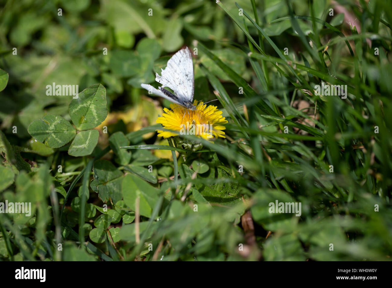 butterfly and nature, ecology concept Stock Photo - Alamy