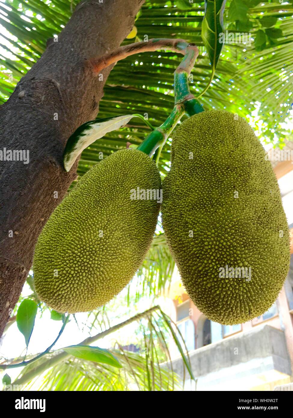 Growth hanging jackfruit trunk hi-res stock photography and images - Alamy
