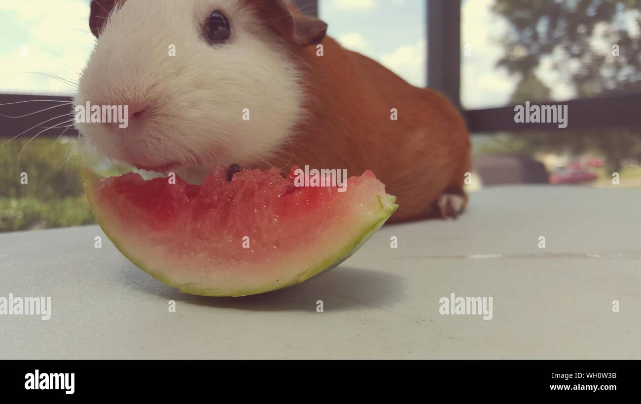 Pig eating watermelon hi-res stock photography and images - Alamy