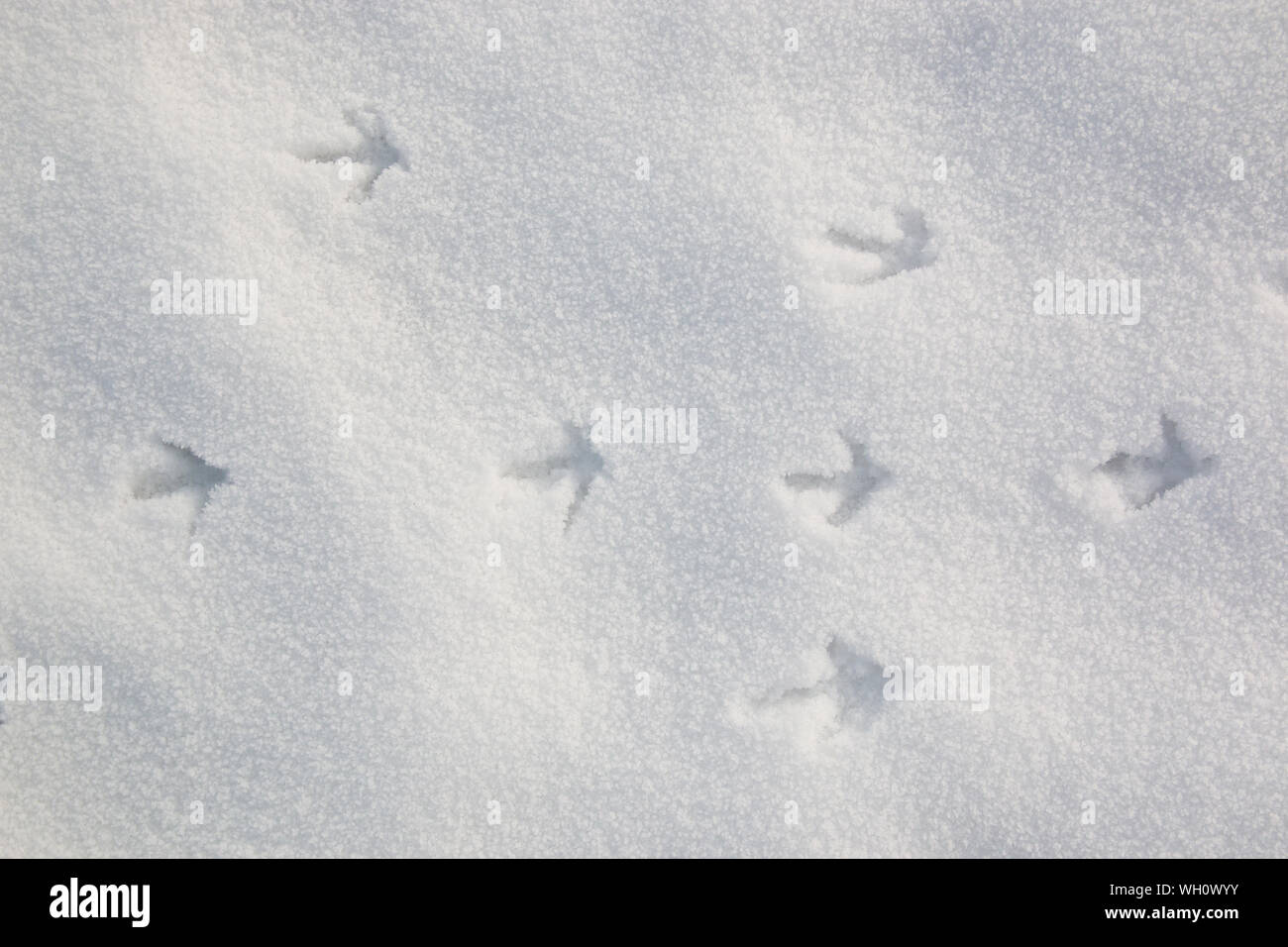 Paw Prints In The Snow High Resolution Stock Photography and Images - Alamy