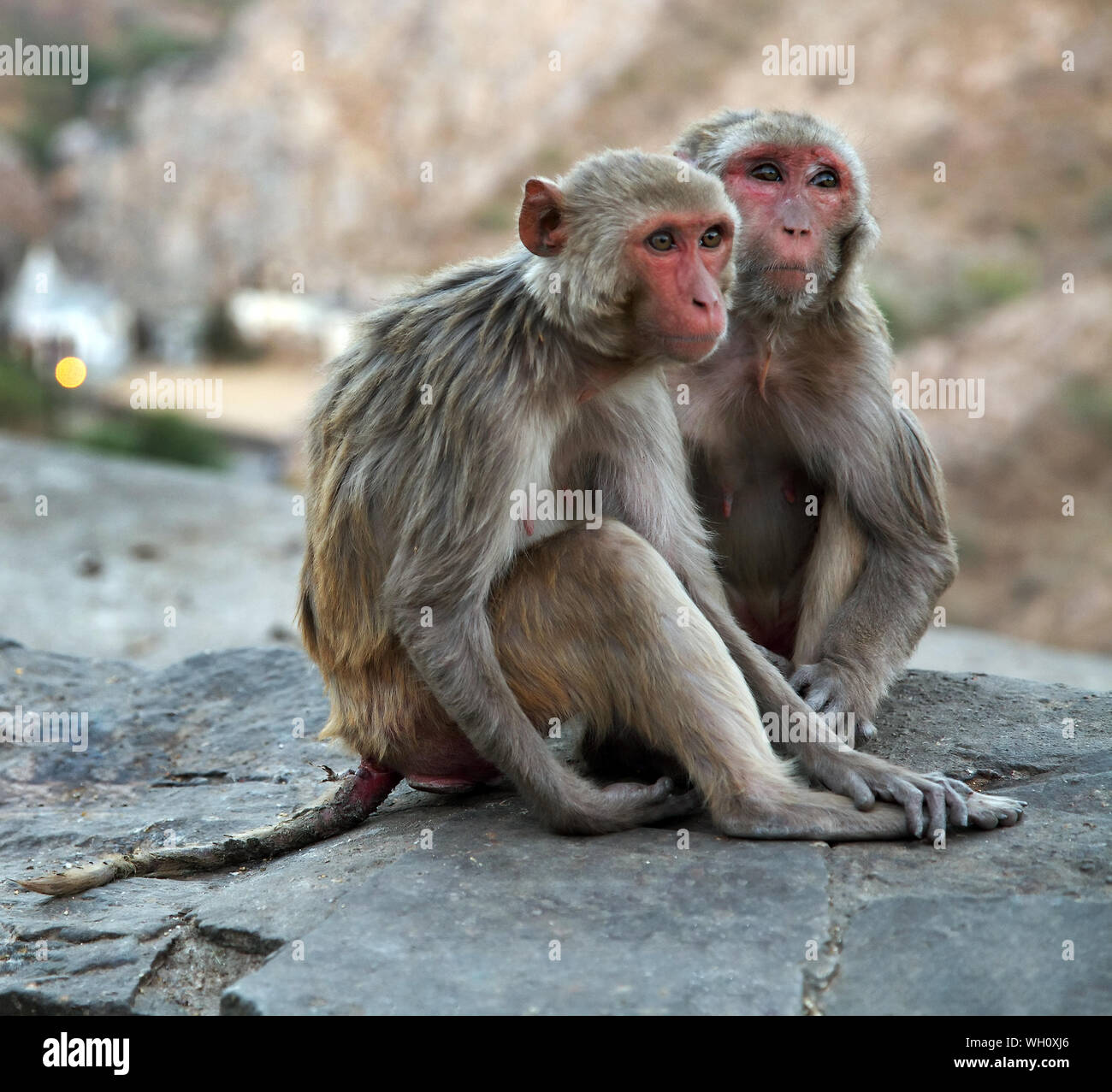 Brown monkeys hi-res stock photography and images - Alamy