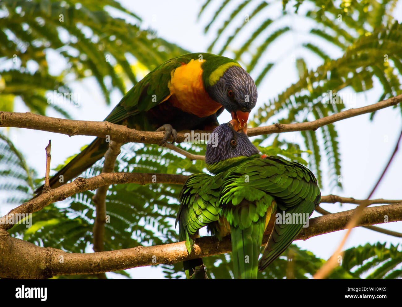 Kissing parrot hi-res stock photography and images - Alamy