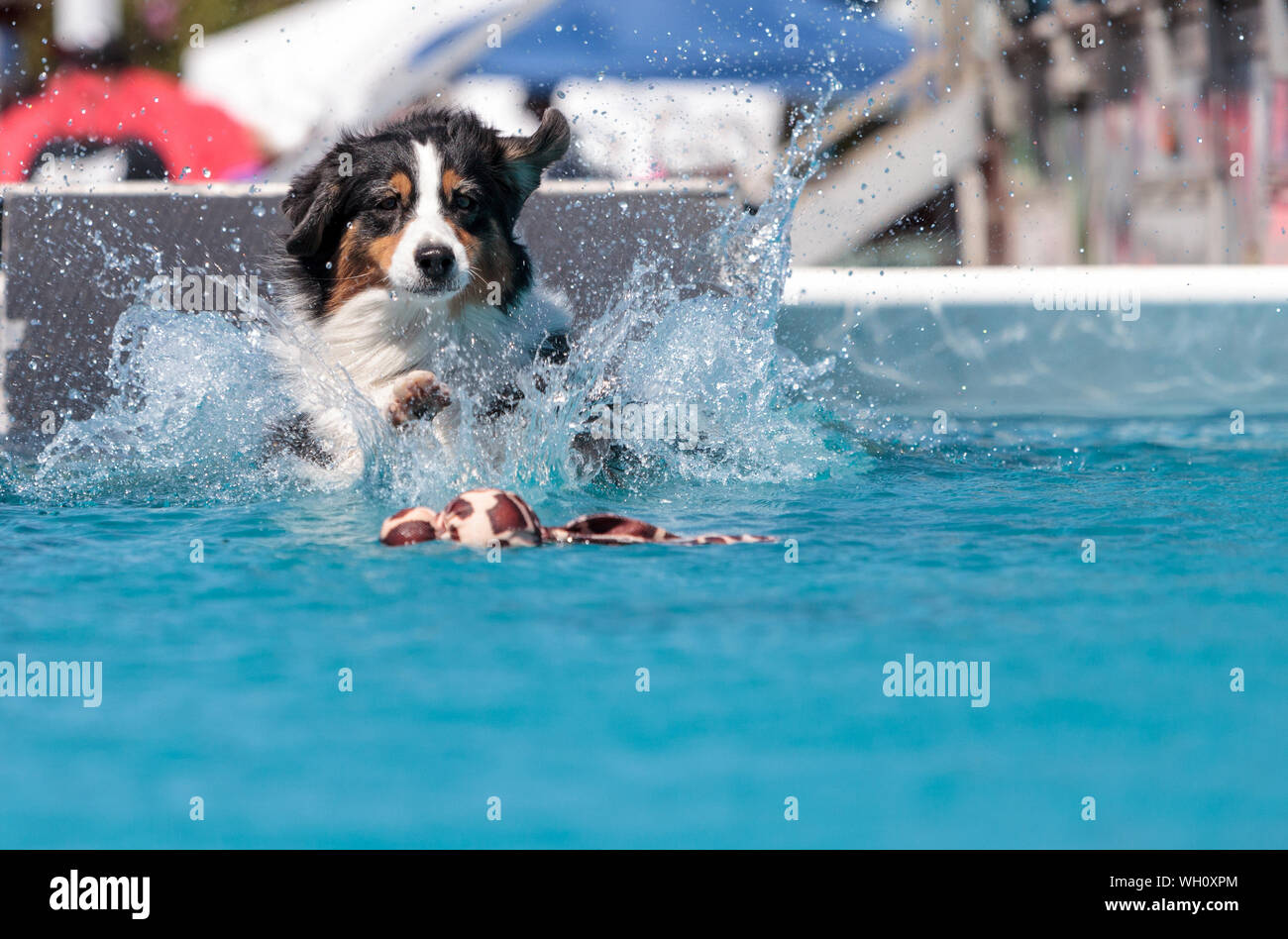 Portrait Of Puppy In Water At Swimming Pool Stock Photo - Alamy