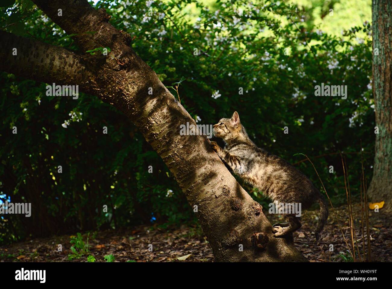 Cat and tree in garden hi-res stock photography and images - Alamy