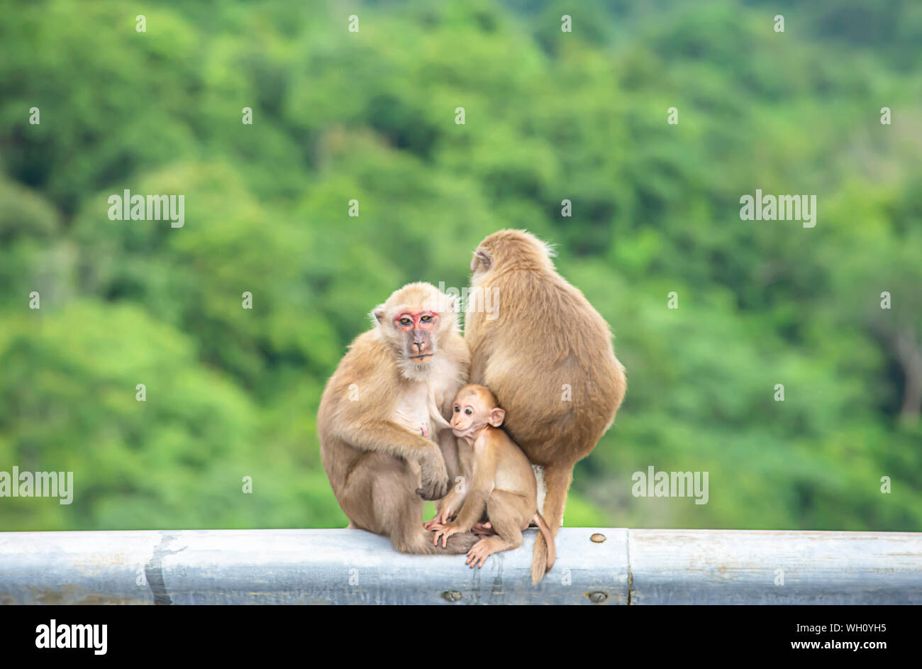 Father, mother and baby monkey sitting on a fence blocking the road ...
