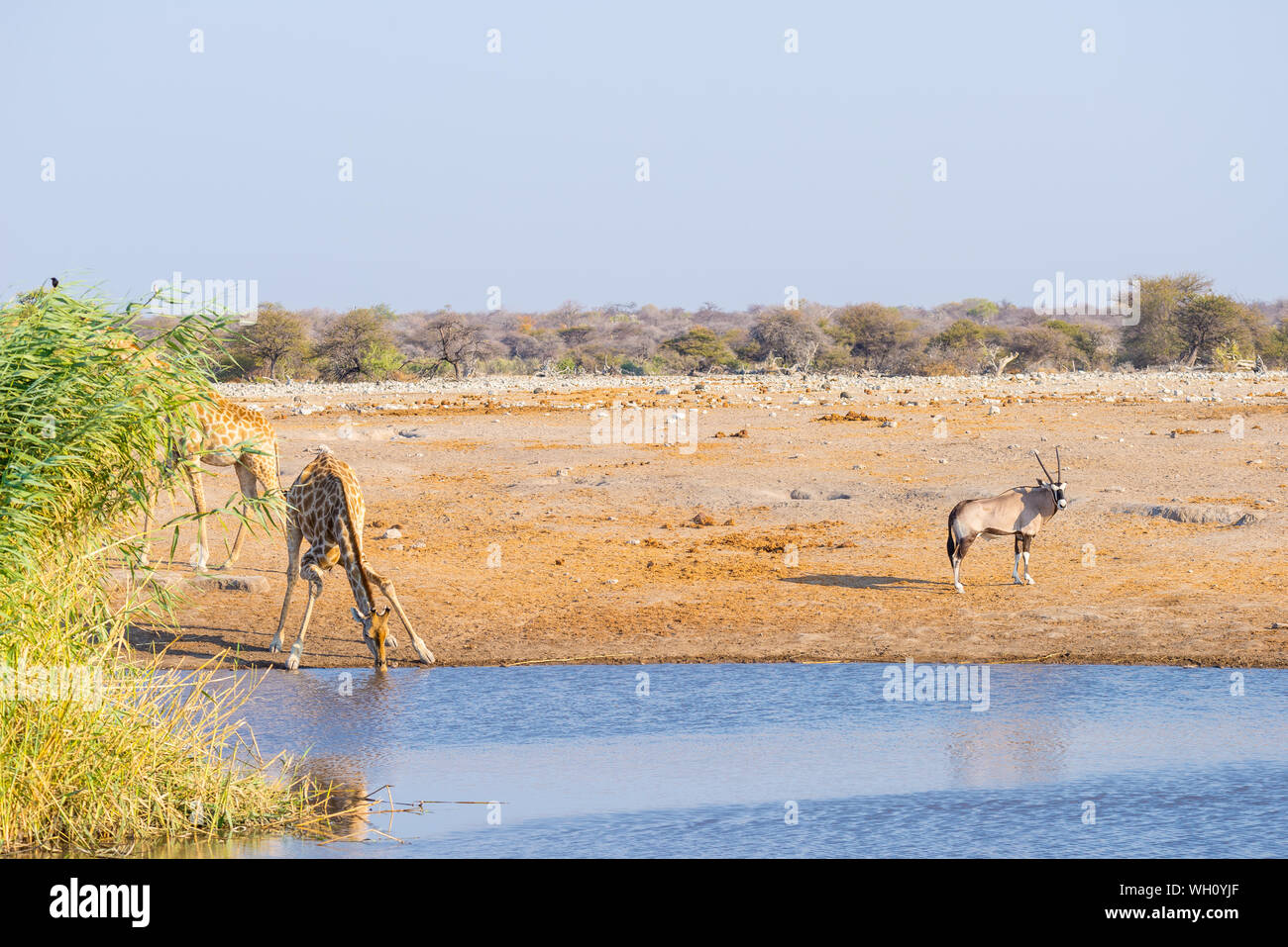 Landscape with mammals and animals with nature and sky hi-res stock ...