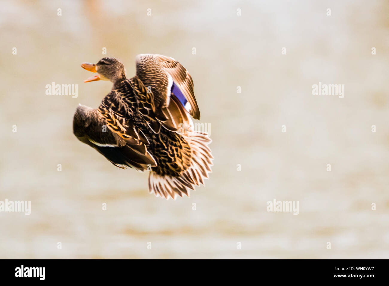 Sunny duck hi-res stock photography and images - Alamy