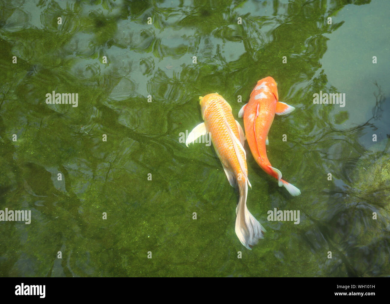 Two koi fish hi-res stock photography and images - Alamy