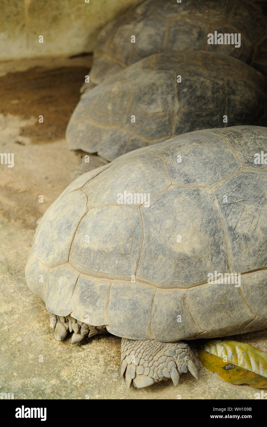 Turtles captivity hi-res stock photography and images - Alamy