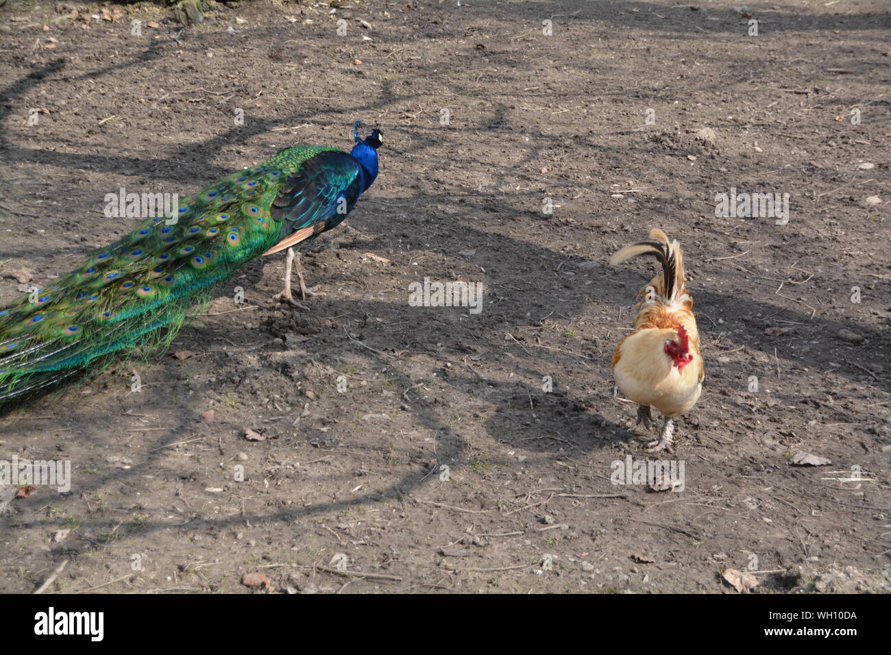 Hen And Peacock High Resolution Stock Photography and Images - Alamy