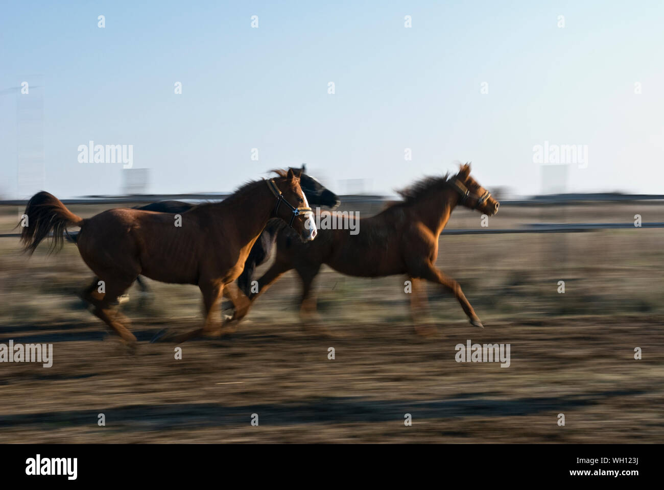 Galloping gallop field hi-res stock photography and images - Alamy