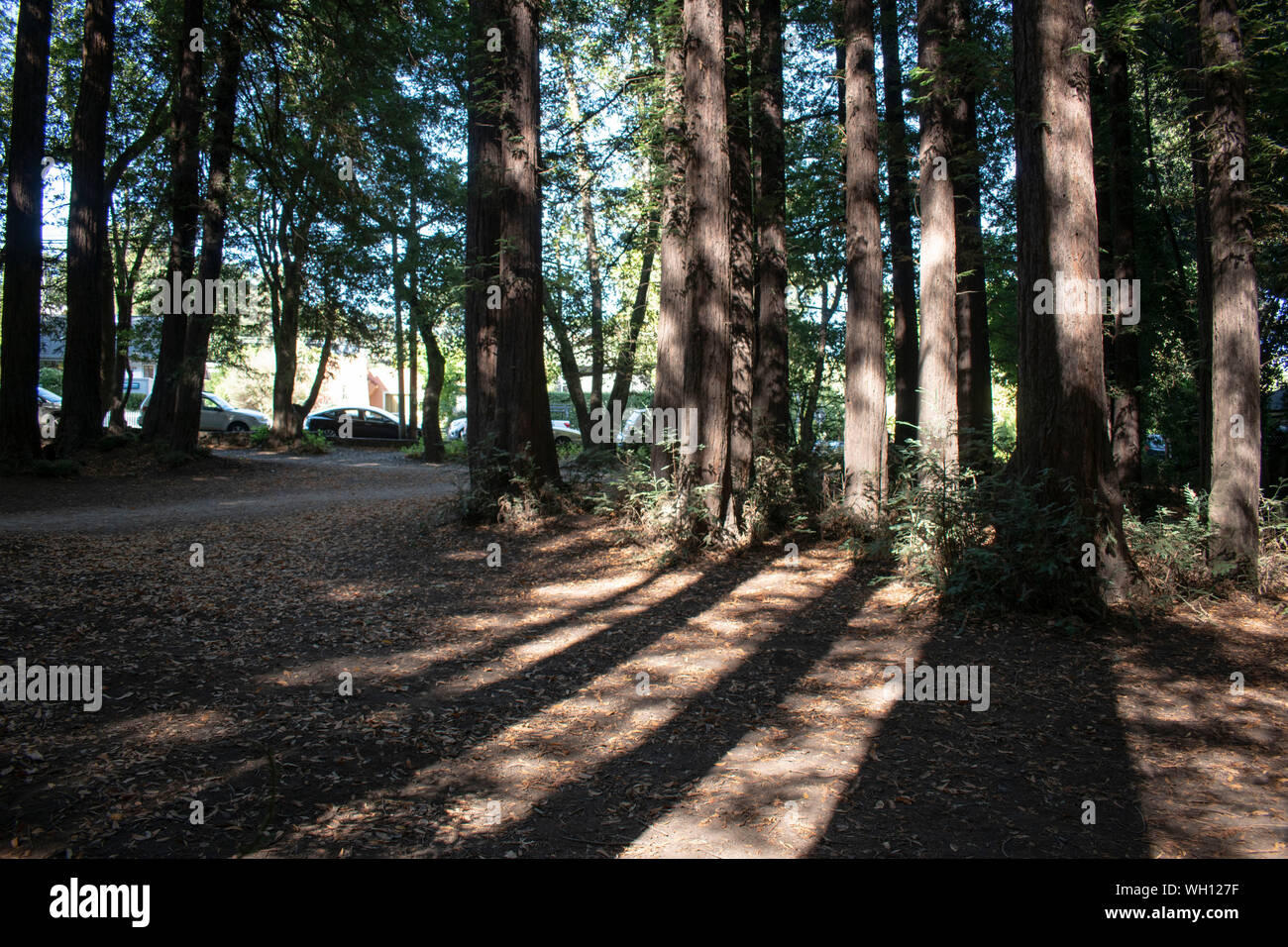 Old Mill Park in Mill Valley, CA, is a great place to connect with ...