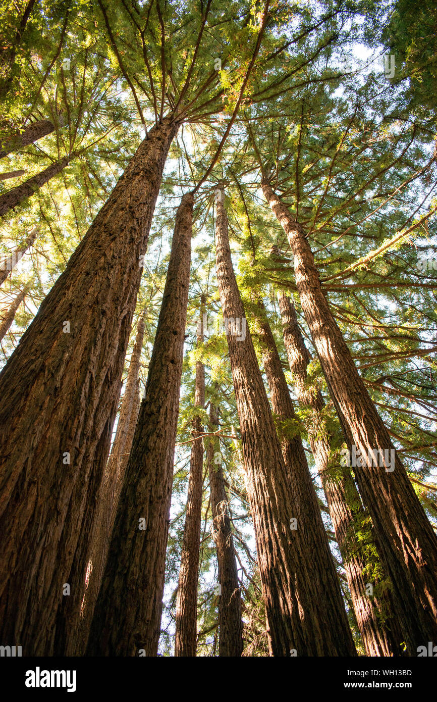 Old Mill Park in Mill Valley, CA, is a great place to connect with ...