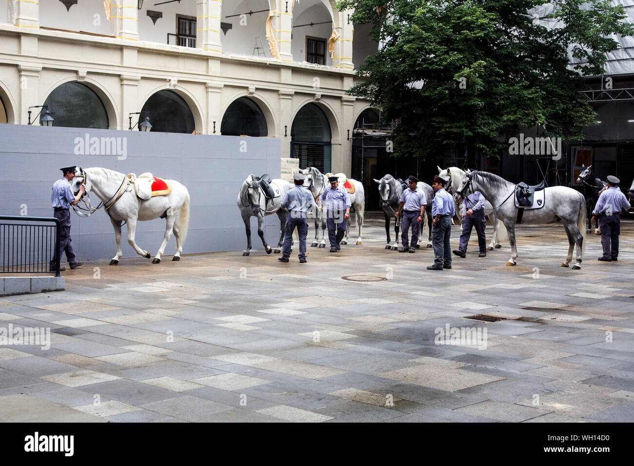 Horses being prepared for performance at the Spanish Riding School ...
