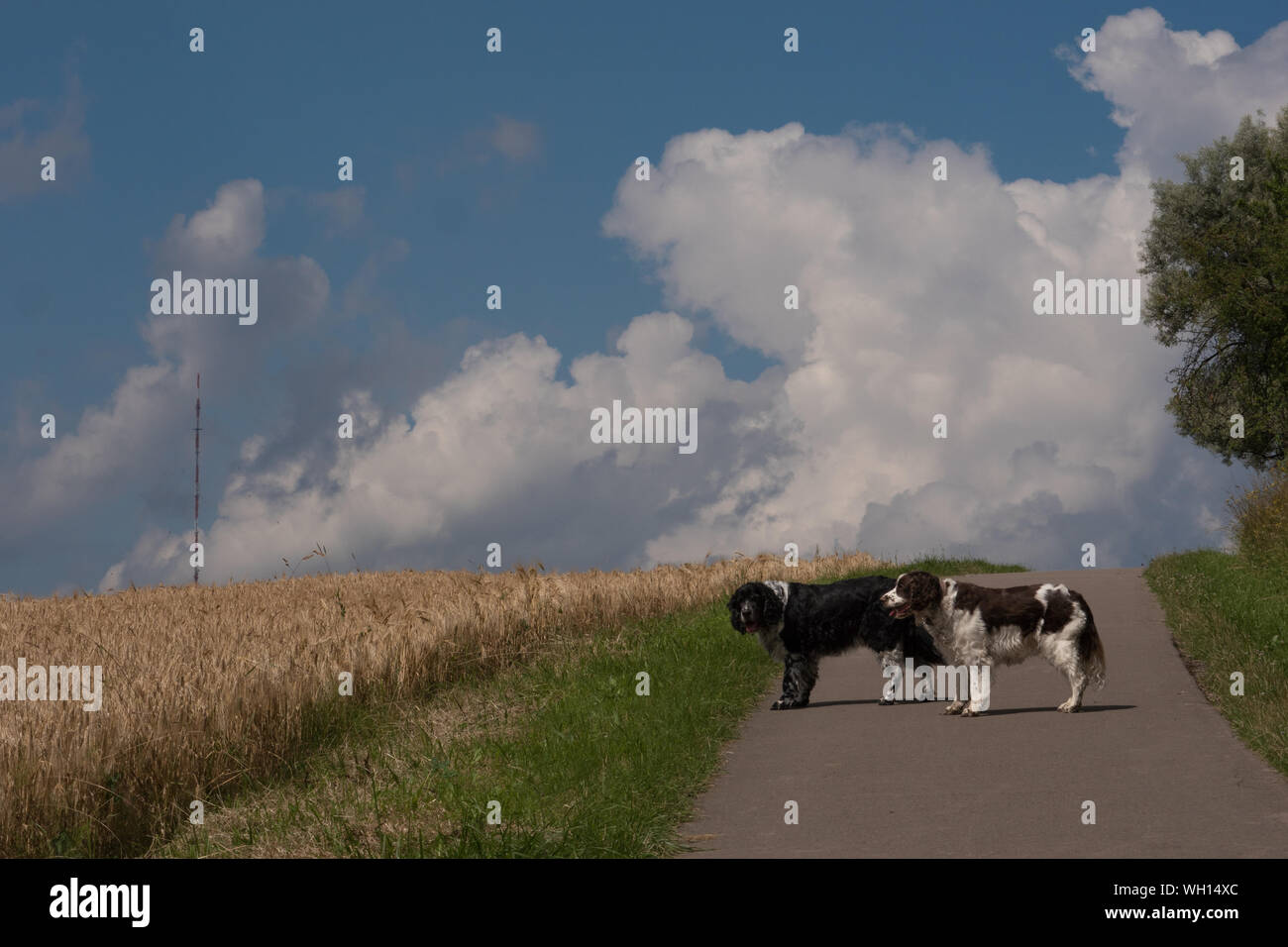 Dogs in rural scene hi-res stock photography and images - Alamy