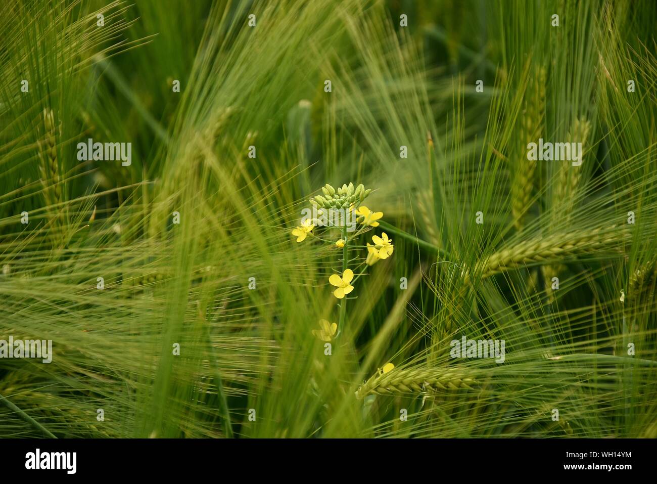Wheat flower hi-res stock photography and images - Alamy