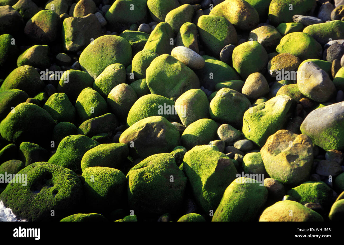 Moss Covered Stones High Resolution Stock Photography and Images - Alamy
