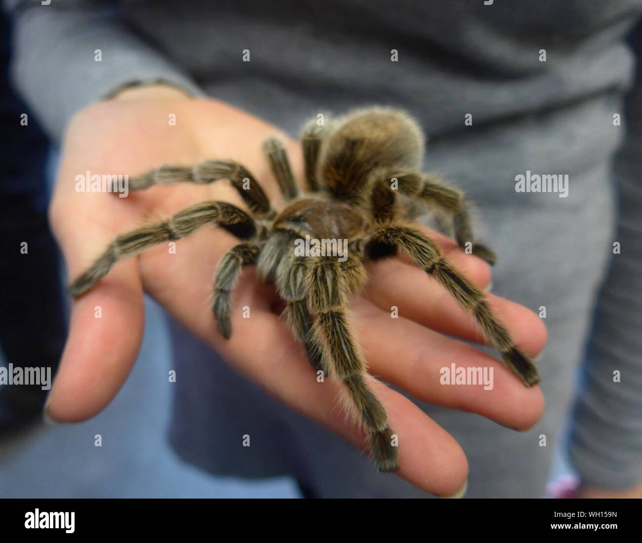 Tarantula Body High Resolution Stock Photography and Images - Alamy