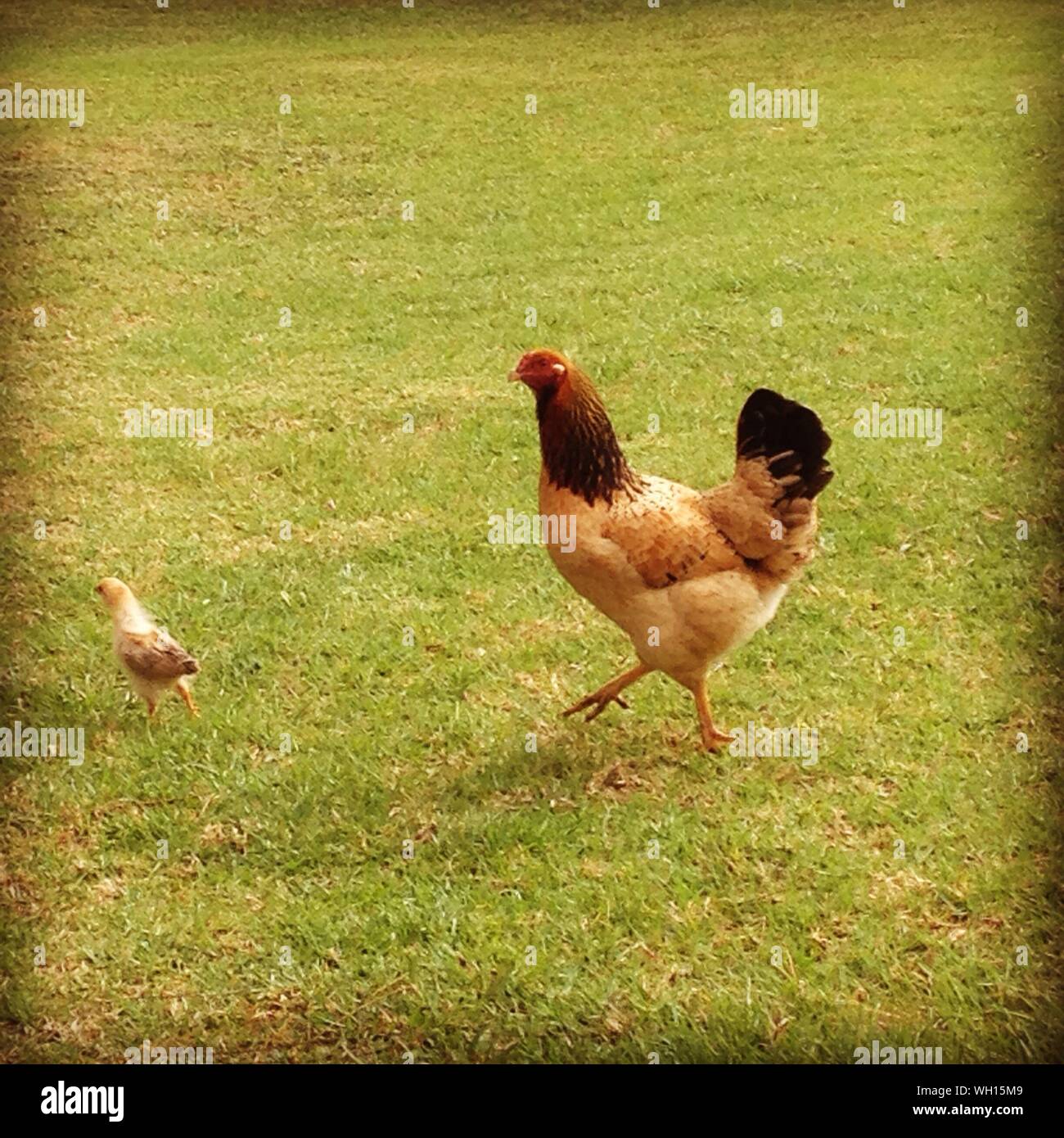 Baby hen hi-res stock photography and images - Alamy