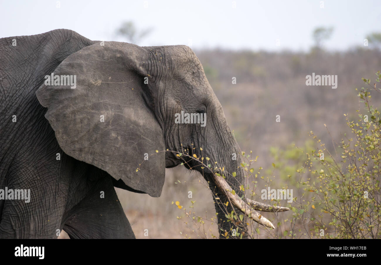 Side view african elephant hi-res stock photography and images - Alamy