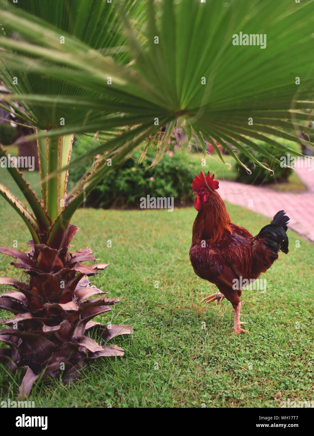 Crest Of Rooster Plant High Resolution Stock Photography and Images - Alamy