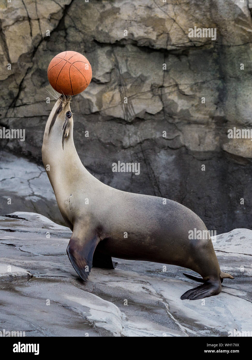 Sea lion ball hi-res stock photography and images - Alamy
