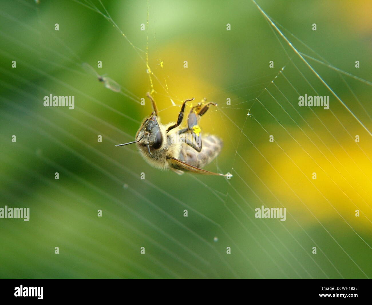 Stuck in web hi-res stock photography and images - Alamy