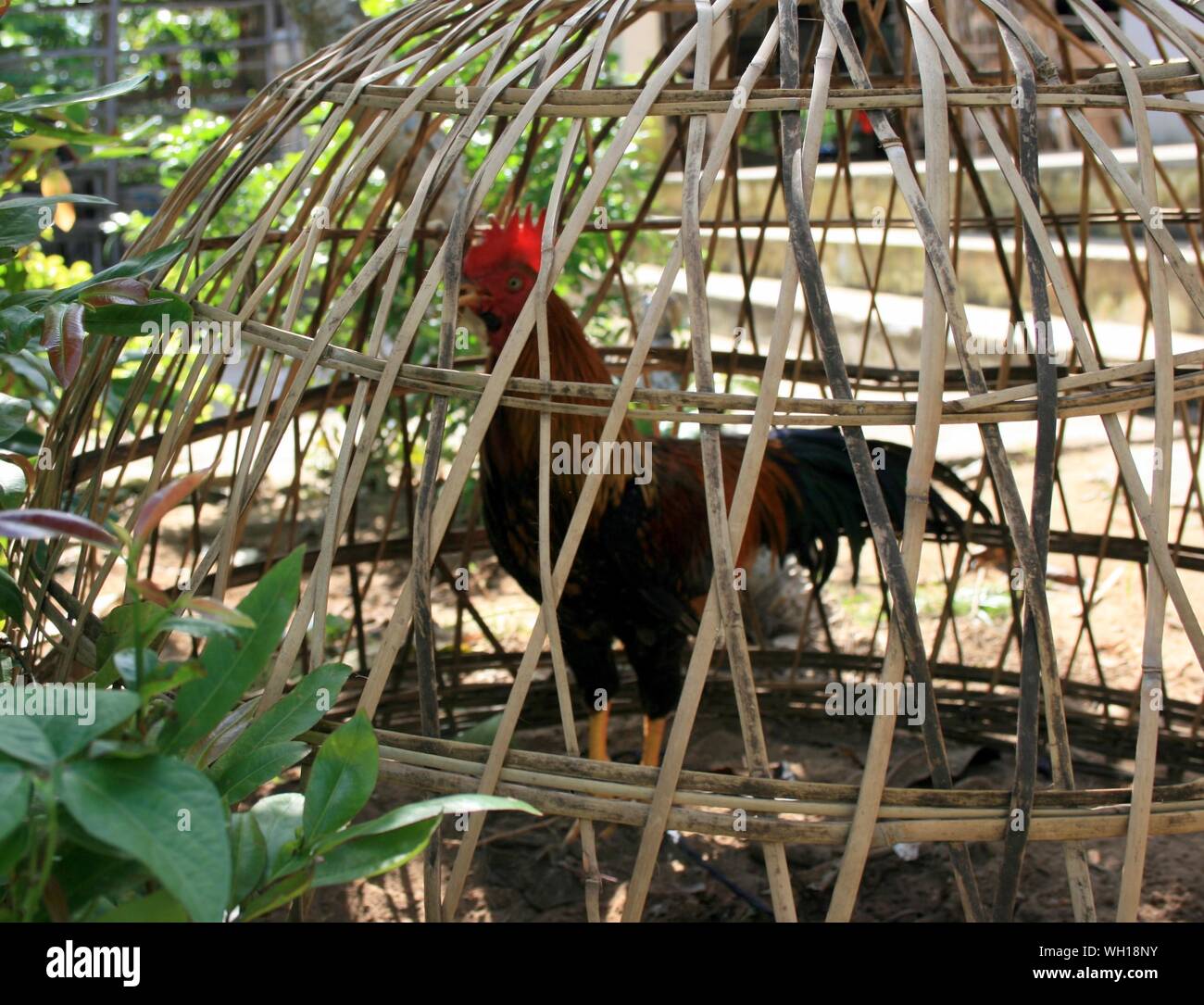 Rooster In Cage High Resolution Stock Photography and Images - Alamy