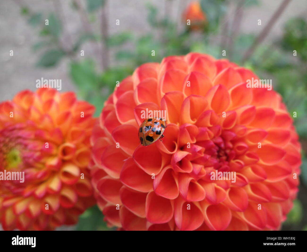 Red spotted ladybug hi-res stock photography and images - Alamy
