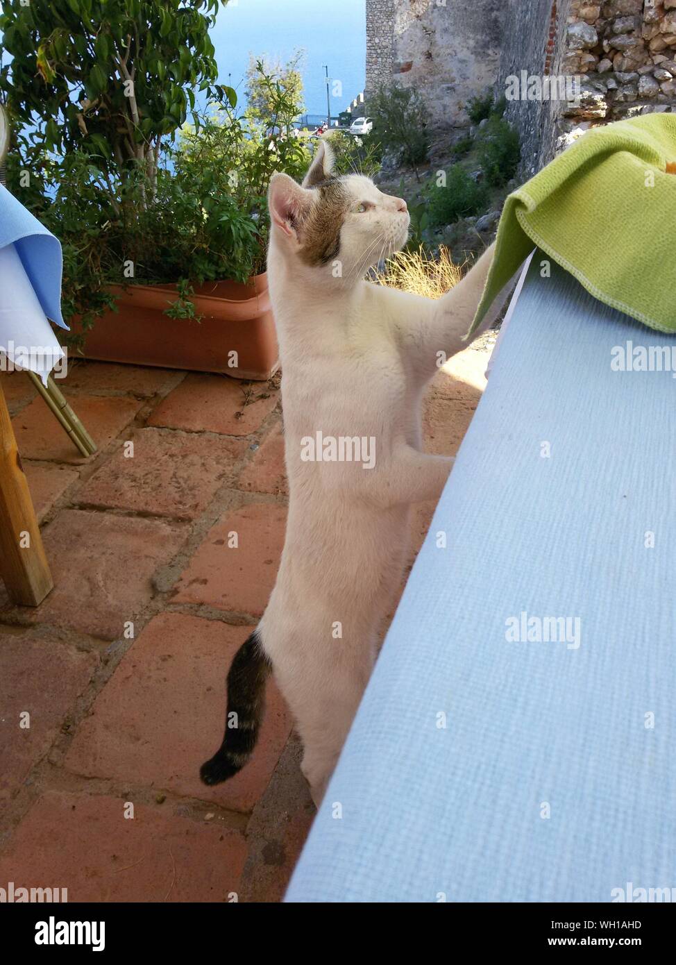 Rearing back hi-res stock photography and images - Alamy