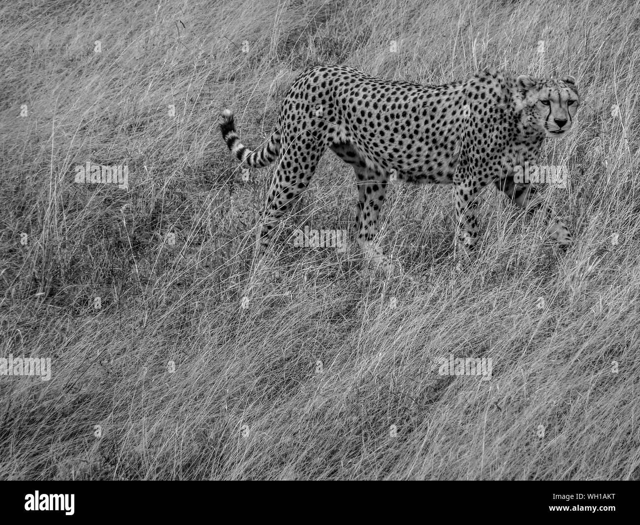 Cheetah side view Black and White Stock Photos & Images - Alamy