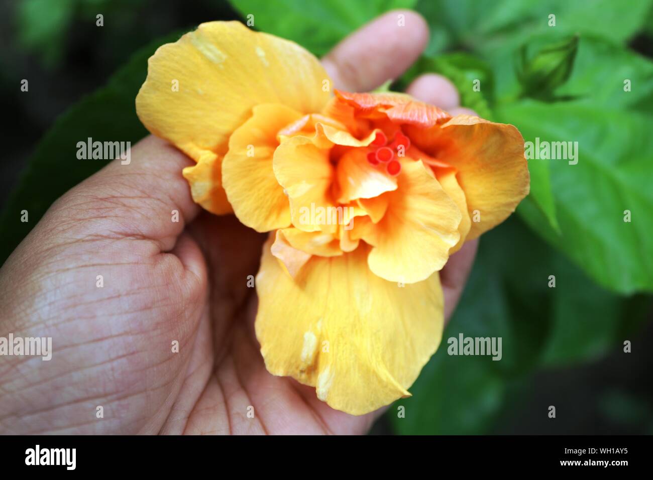 Yellow kind hi-res stock photography and images - Alamy