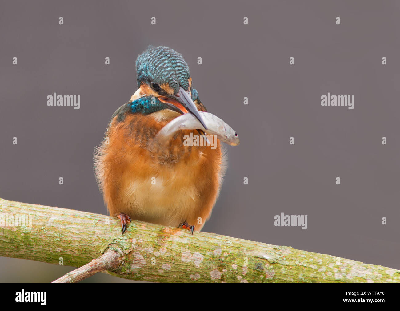 Kingfisher with fish as prey Stock Photo - Alamy