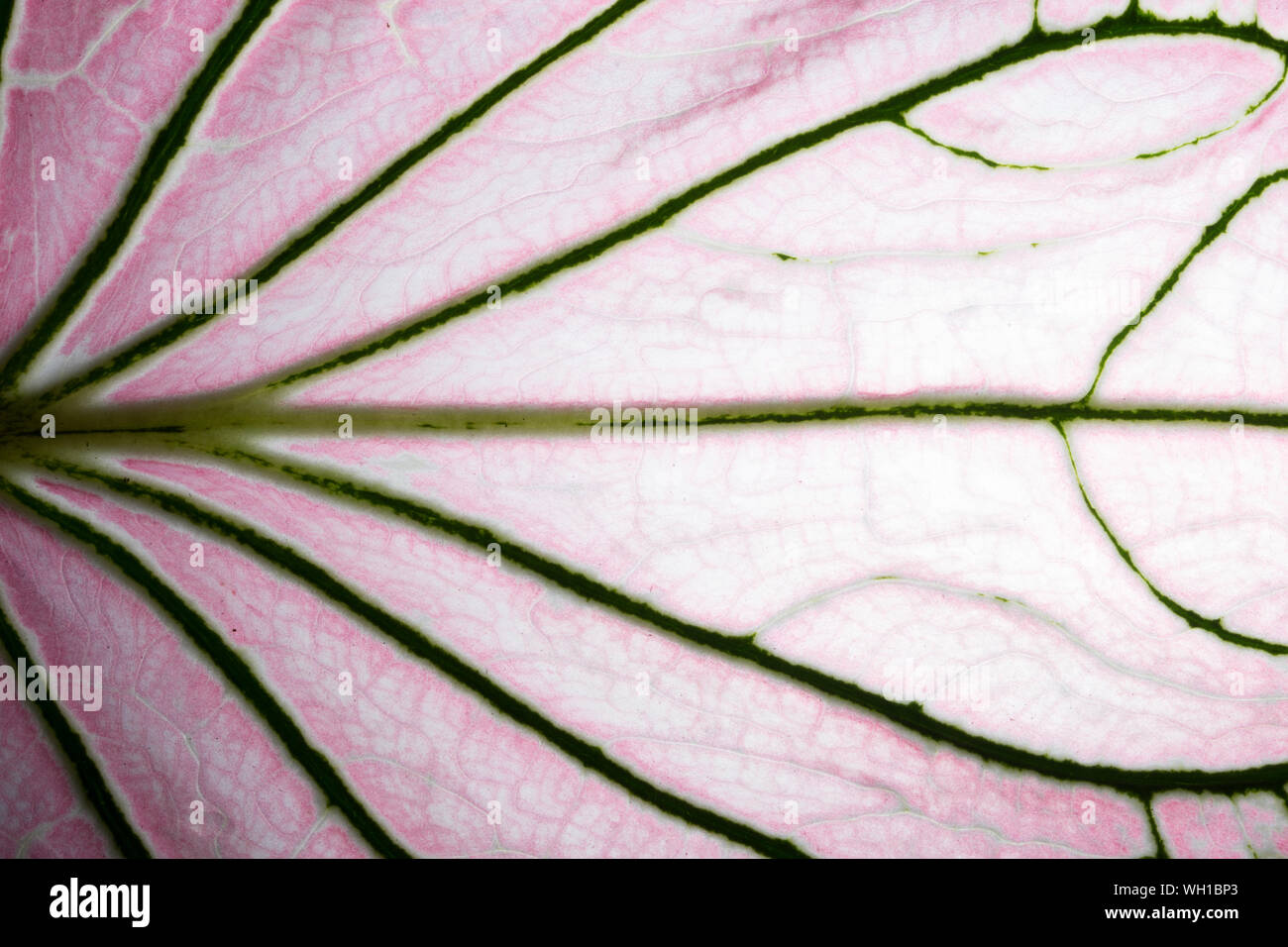 Pink variegated leaf hi-res stock photography and images - Alamy